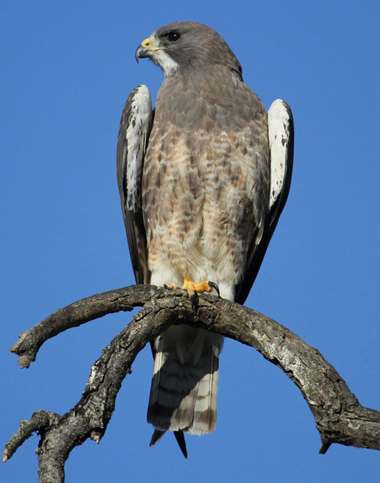 Raptor Ecology A to Z - Raptors Are the Solution