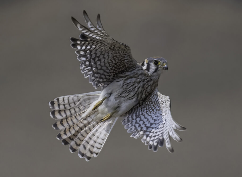 Raptor Ecology A to Z - Raptors Are the Solution