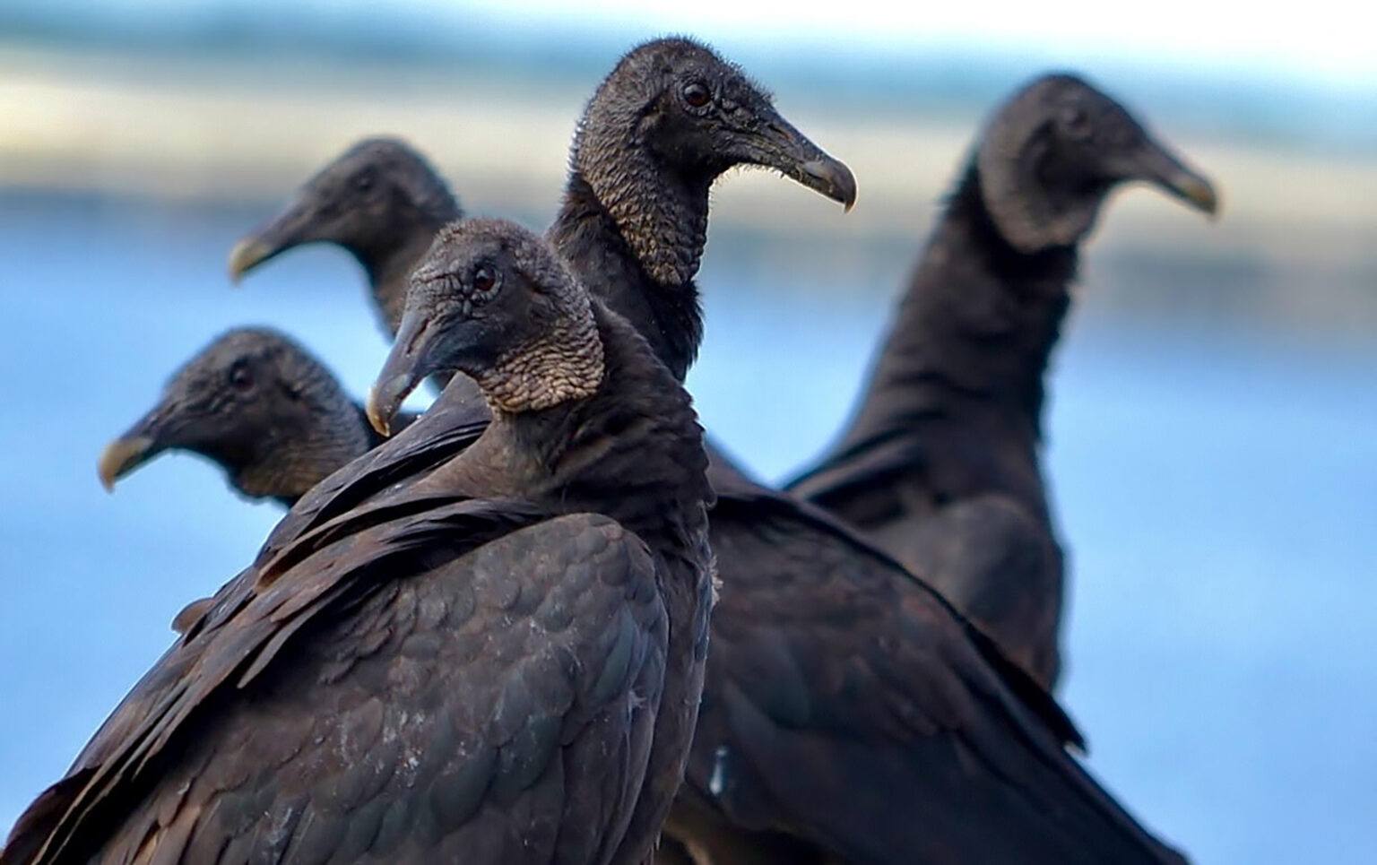 Raptor Ecology A to Z - Raptors Are the Solution