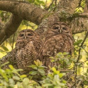 Raptor Ecology A to Z - Raptors Are the Solution