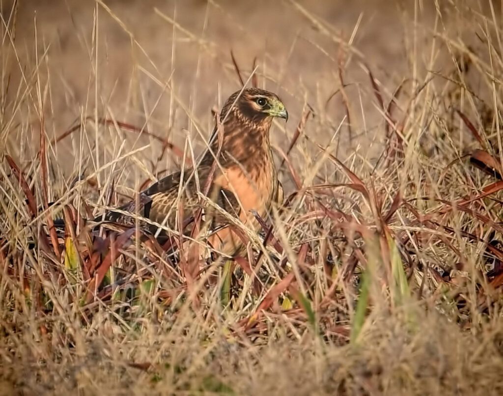 Raptor Ecology A to Z - Raptors Are the Solution