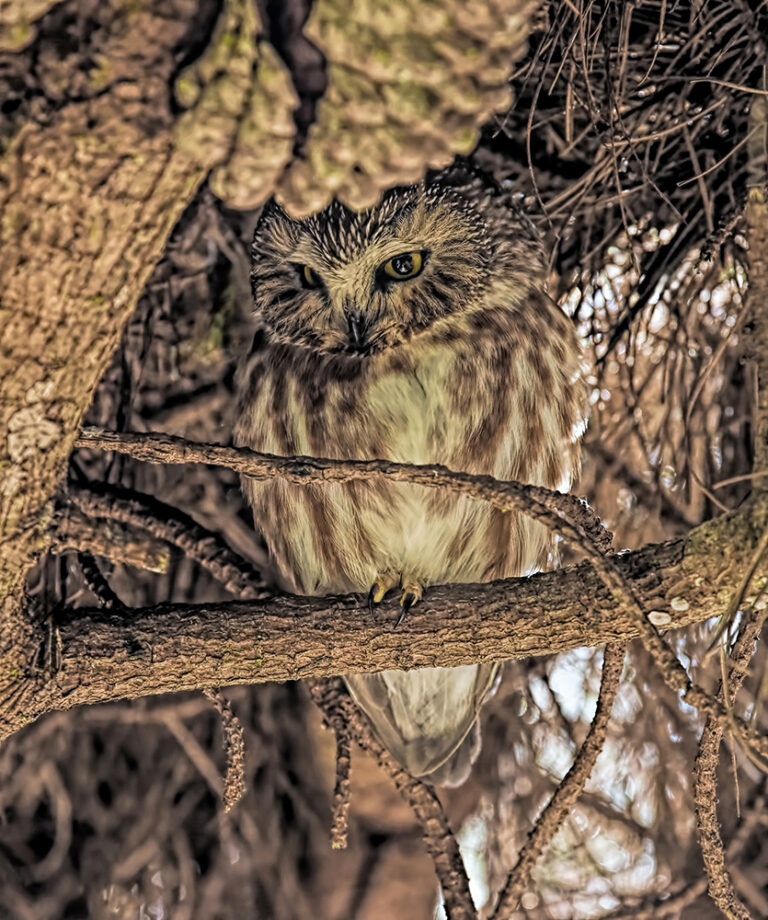 Raptor Ecology A to Z - Raptors Are the Solution